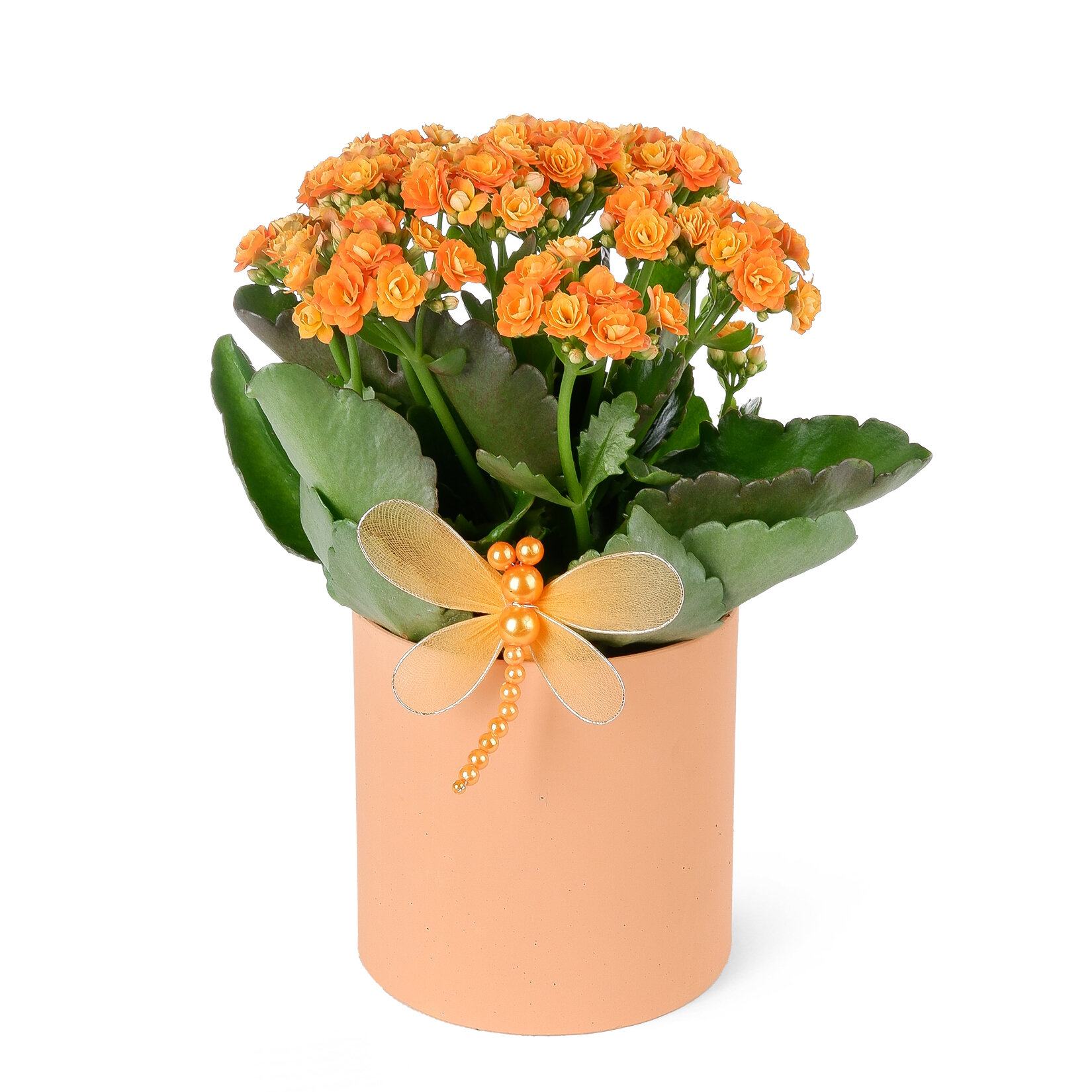 Kalanchoe Turuncu Arj 12Cm | Macroonline