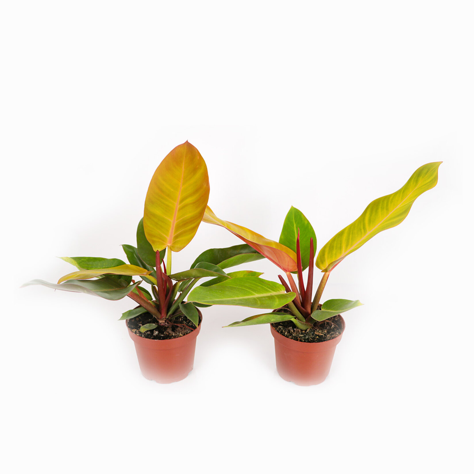 Philodendron Orange - Migros