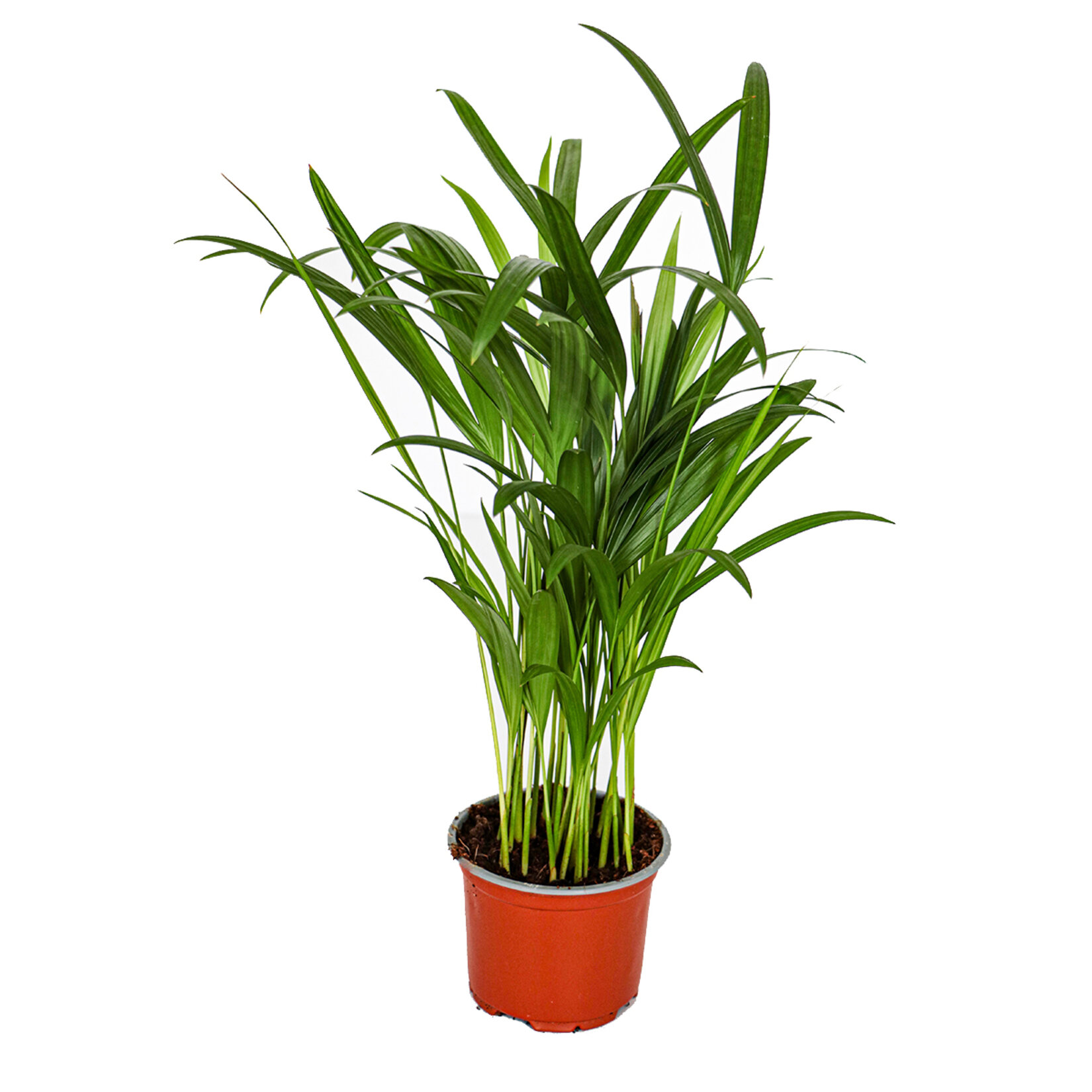 Areca 10,5 Cm - Migros