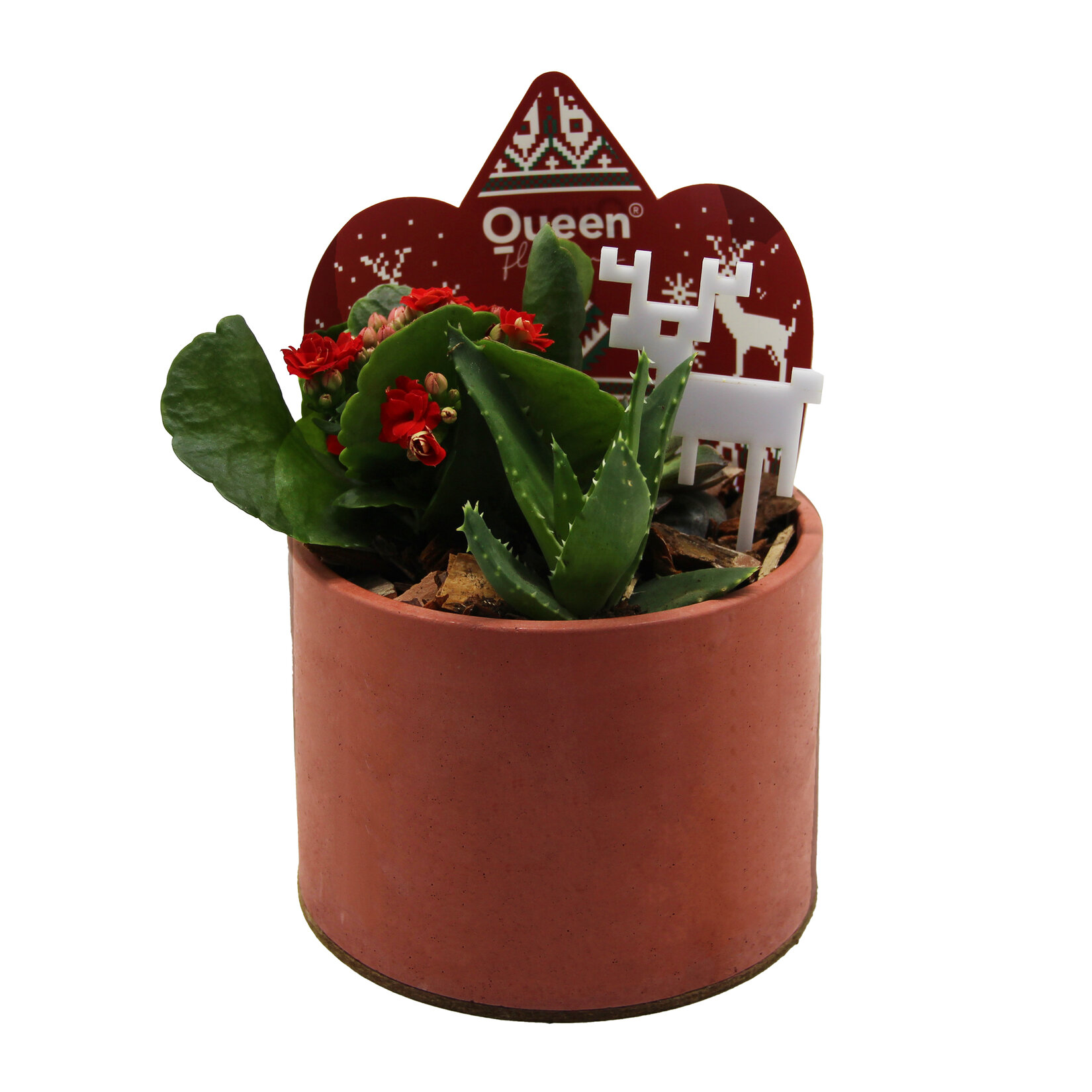 Queen Creations - Kallente (Yılbaşı) - Migros